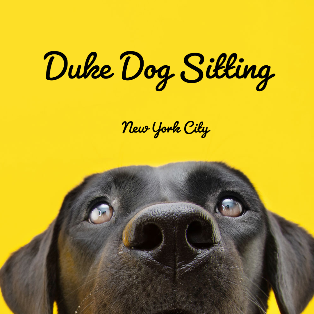 Duke Dog Sitting – New York City